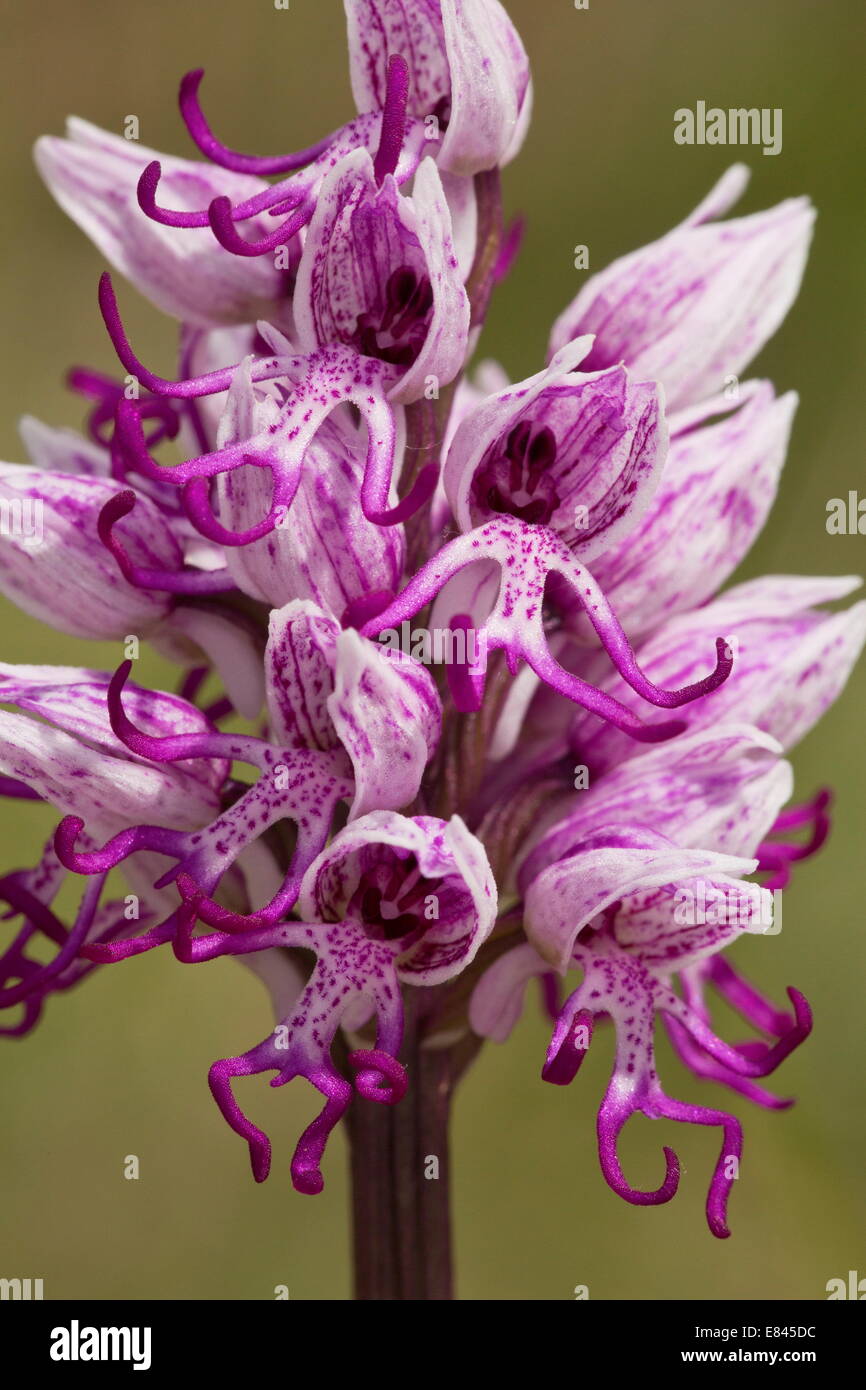 Monkey orchid flowers hi-res stock photography and images - Alamy