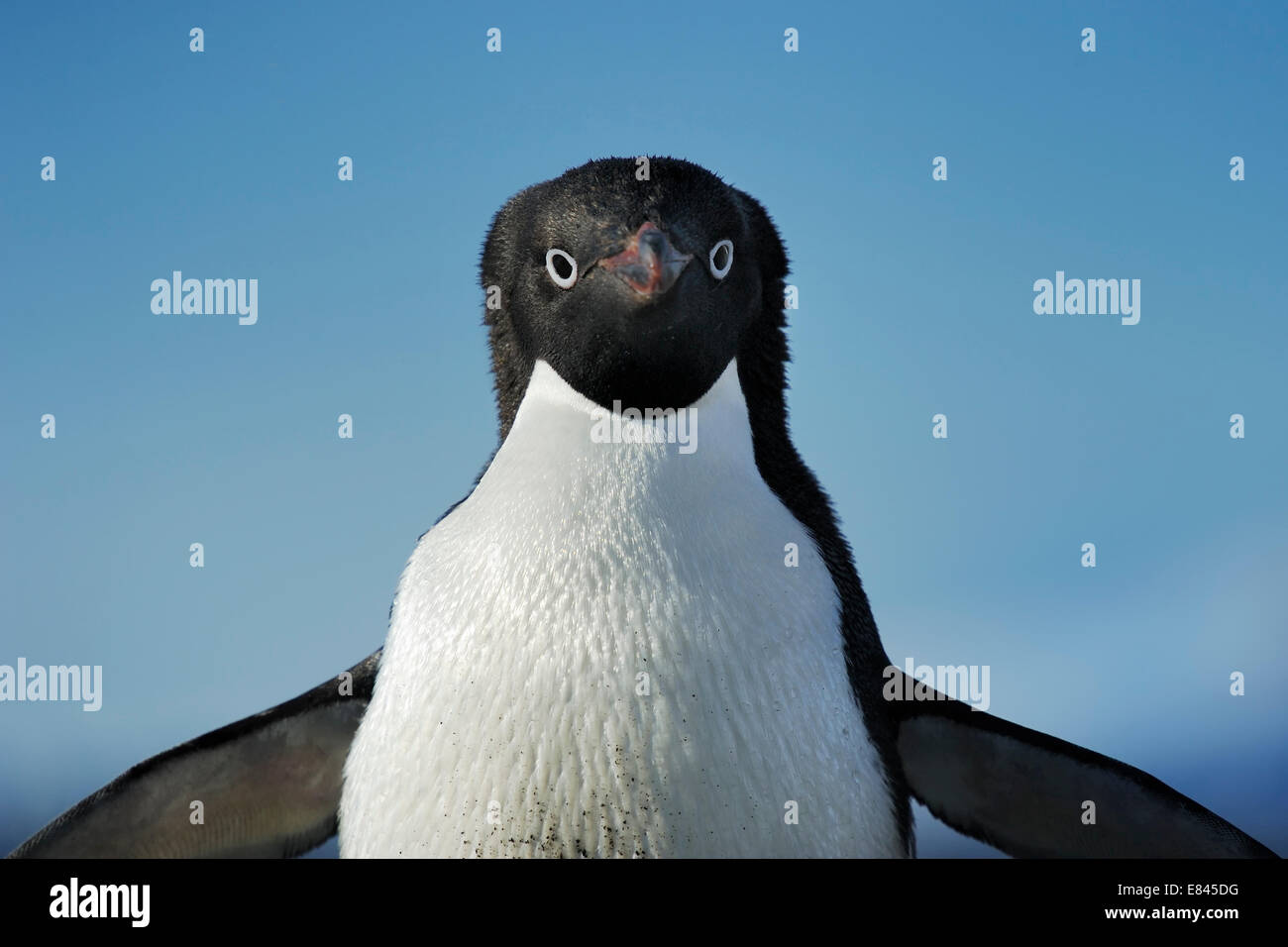 Adélie Penguin (Pygoscelis adeliae) portrait up close, Cape Adare, Ross ...