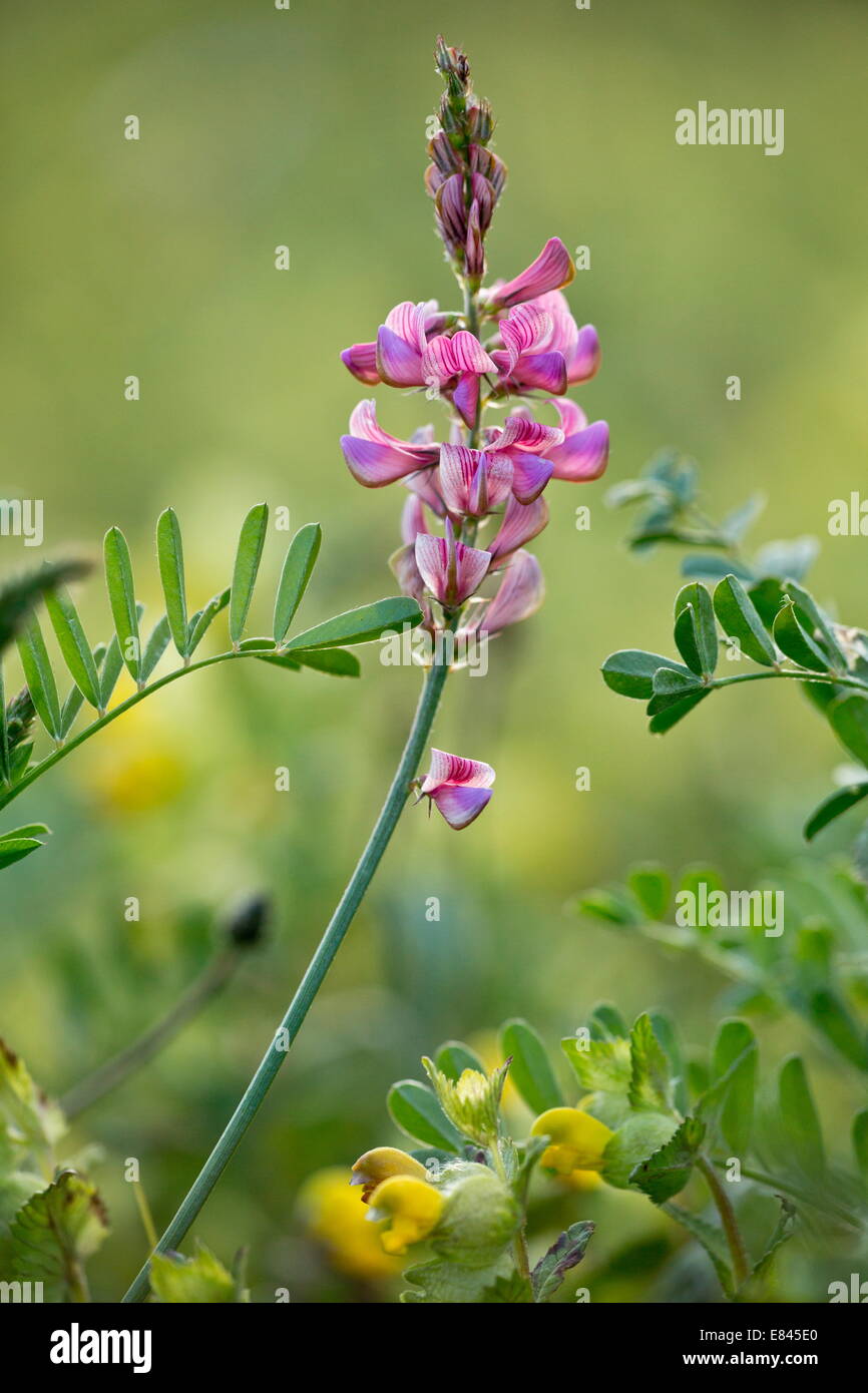 Crop flower hi-res stock photography and images - Alamy
