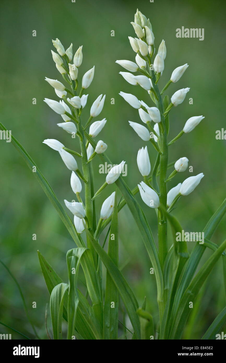 Sword-leaved helleborine, Cephalanthera longifolia in flower; uncommon ...