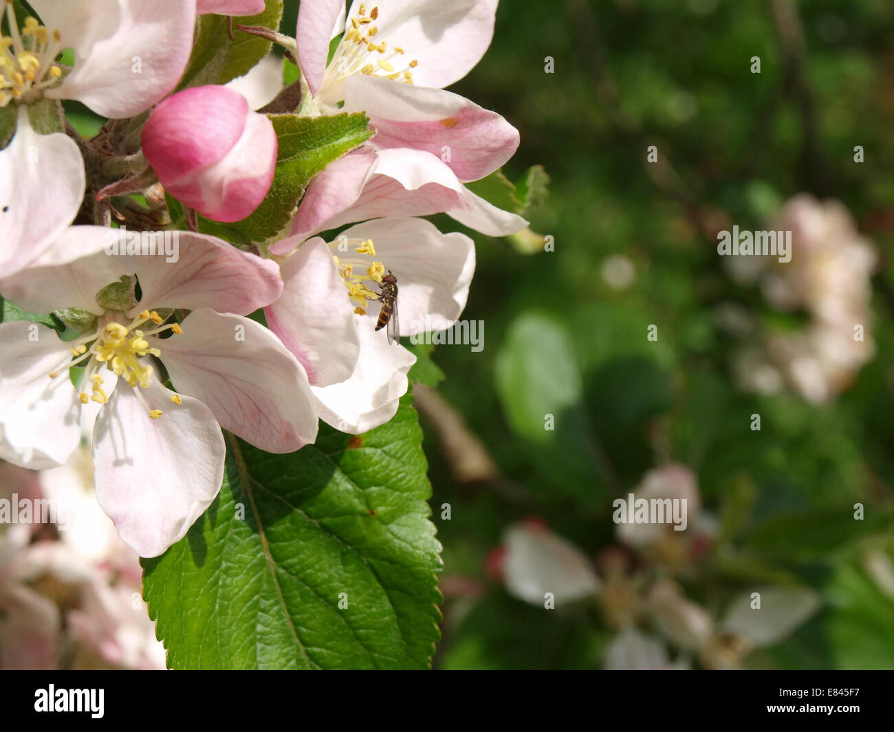 a small bee on a flowering appletree Stock Photo - Alamy
