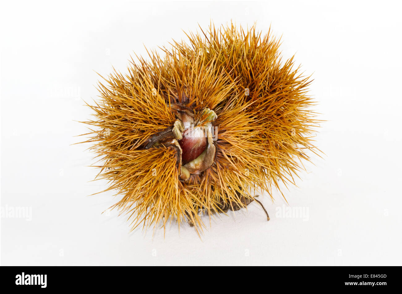 Spiky nut hi-res stock photography and images - Alamy