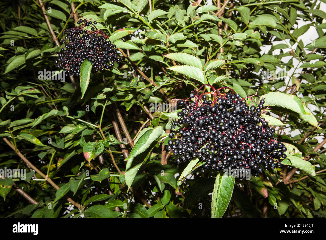 black berries of Sambucus nigra Common elder Stock Photo - Alamy