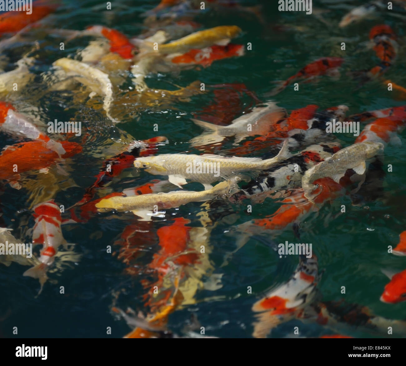 Feeding Koi fish with milk bottle in farm Stock Photo - Alamy