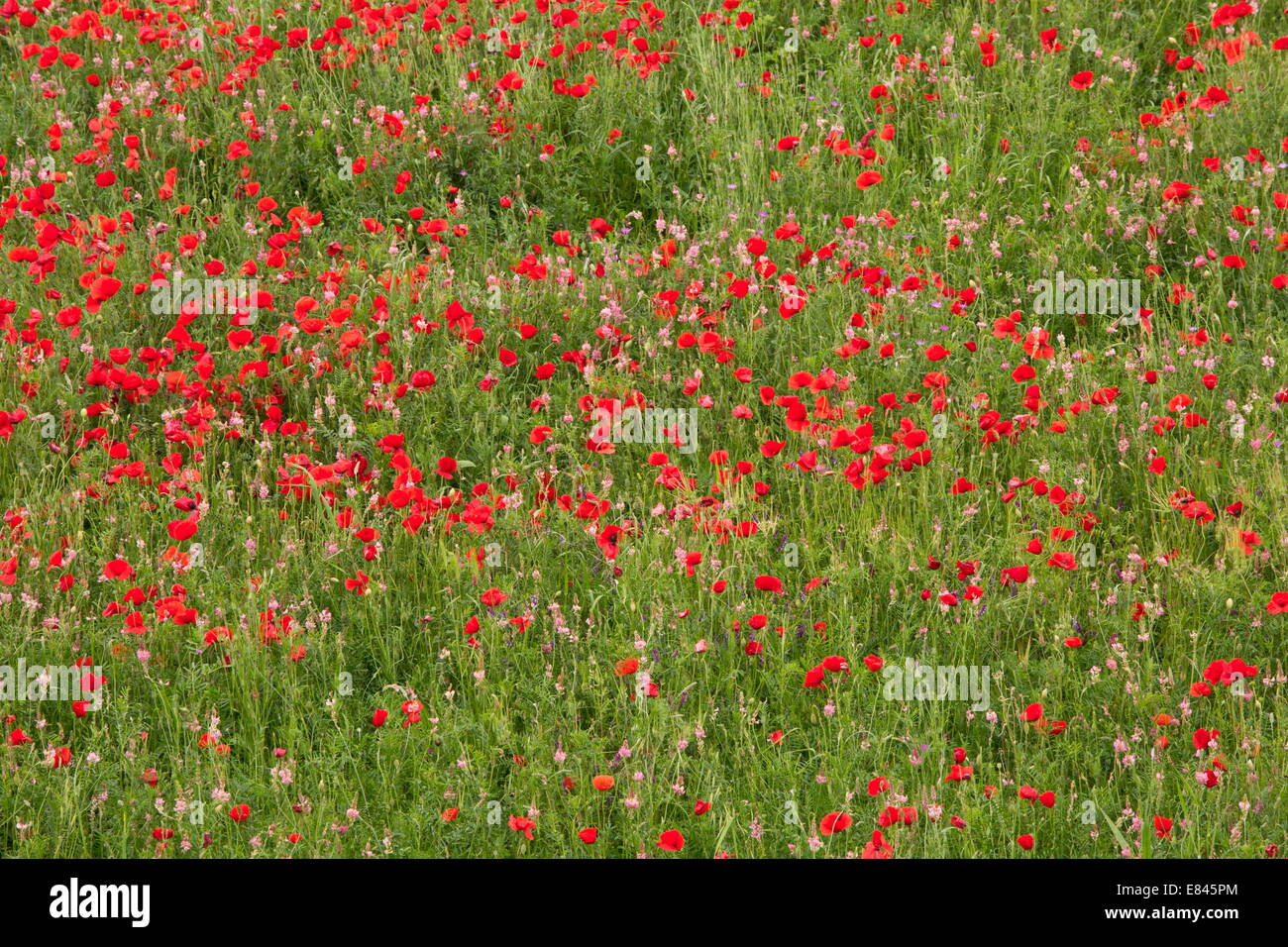 Papaver rhoeas sainfoin arable weed hi-res stock photography and images ...