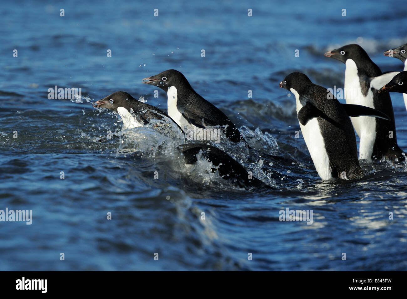 Group of Adélie Penguins (Pygoscelis adeliae) going into the Sea, Cape ...