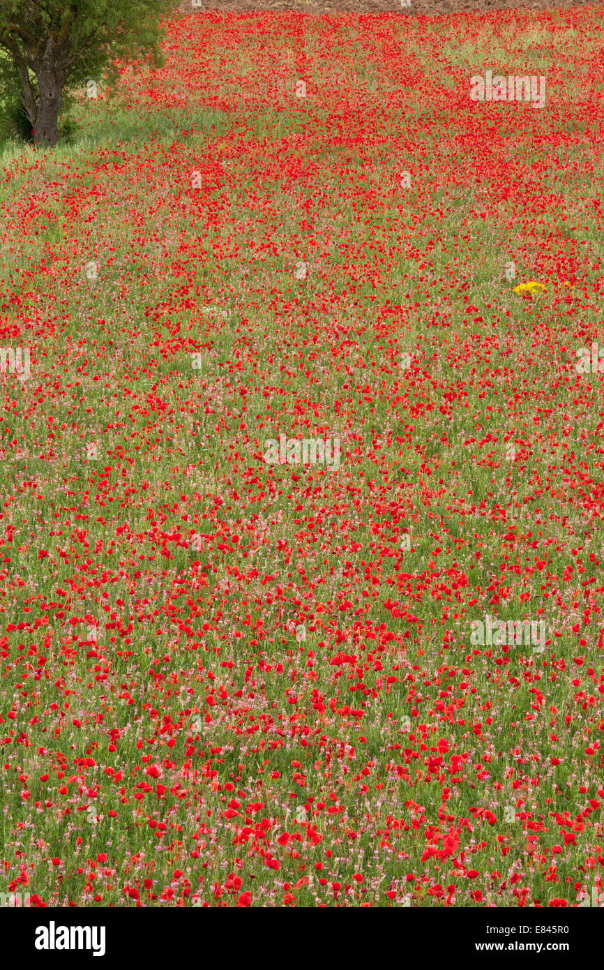 Papaver rhoeas sainfoin arable weed hi-res stock photography and images ...