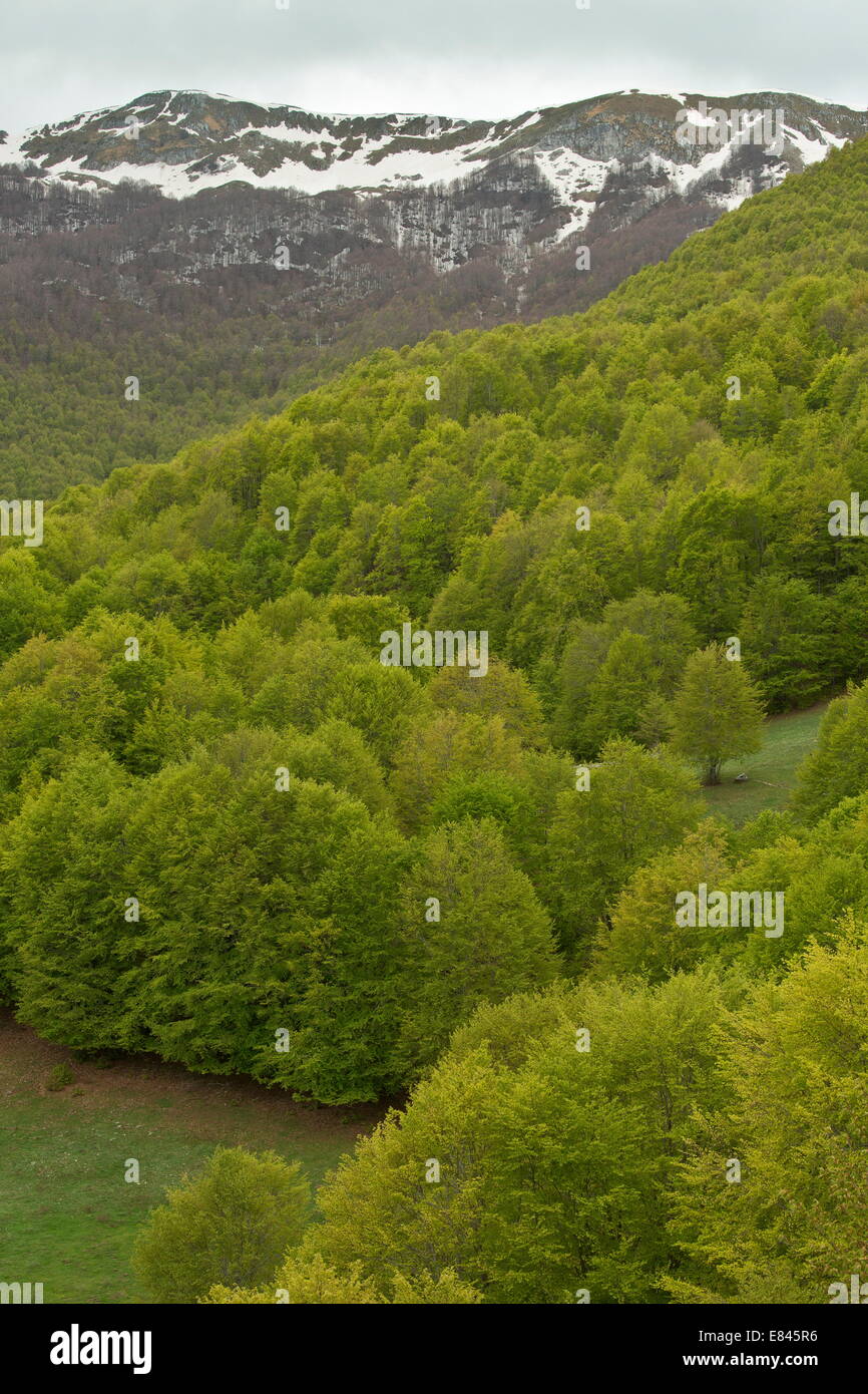 Mixed montane woodland, mainly beech, on Monti della Mela, in the ...