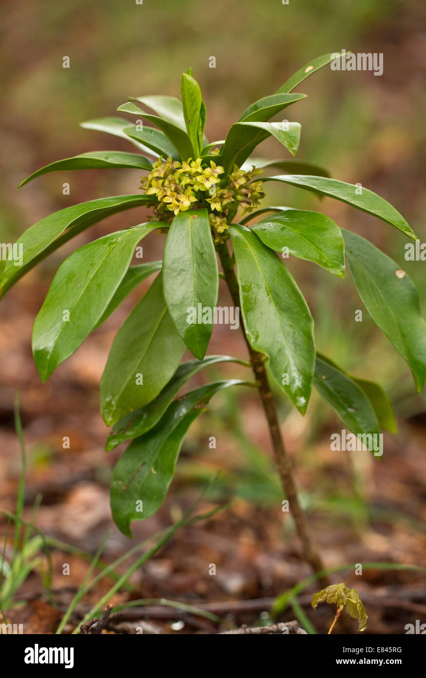 Spurge Laurel, Daphne laureola in flower in early spring Stock Photo ...