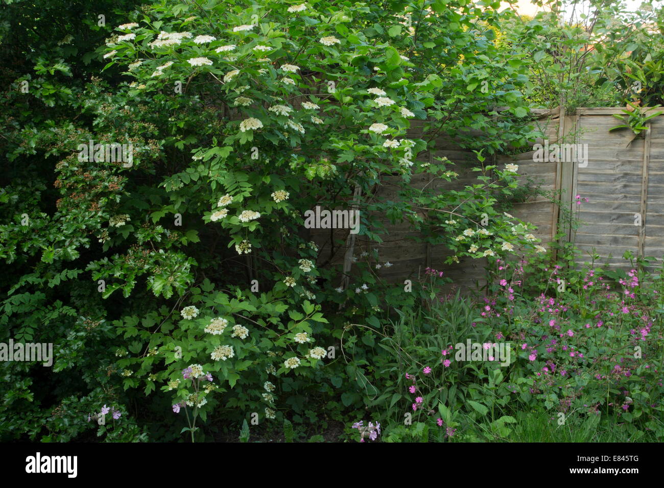 Wildlife-friendly garden, with flowery border and native shrub corner ...