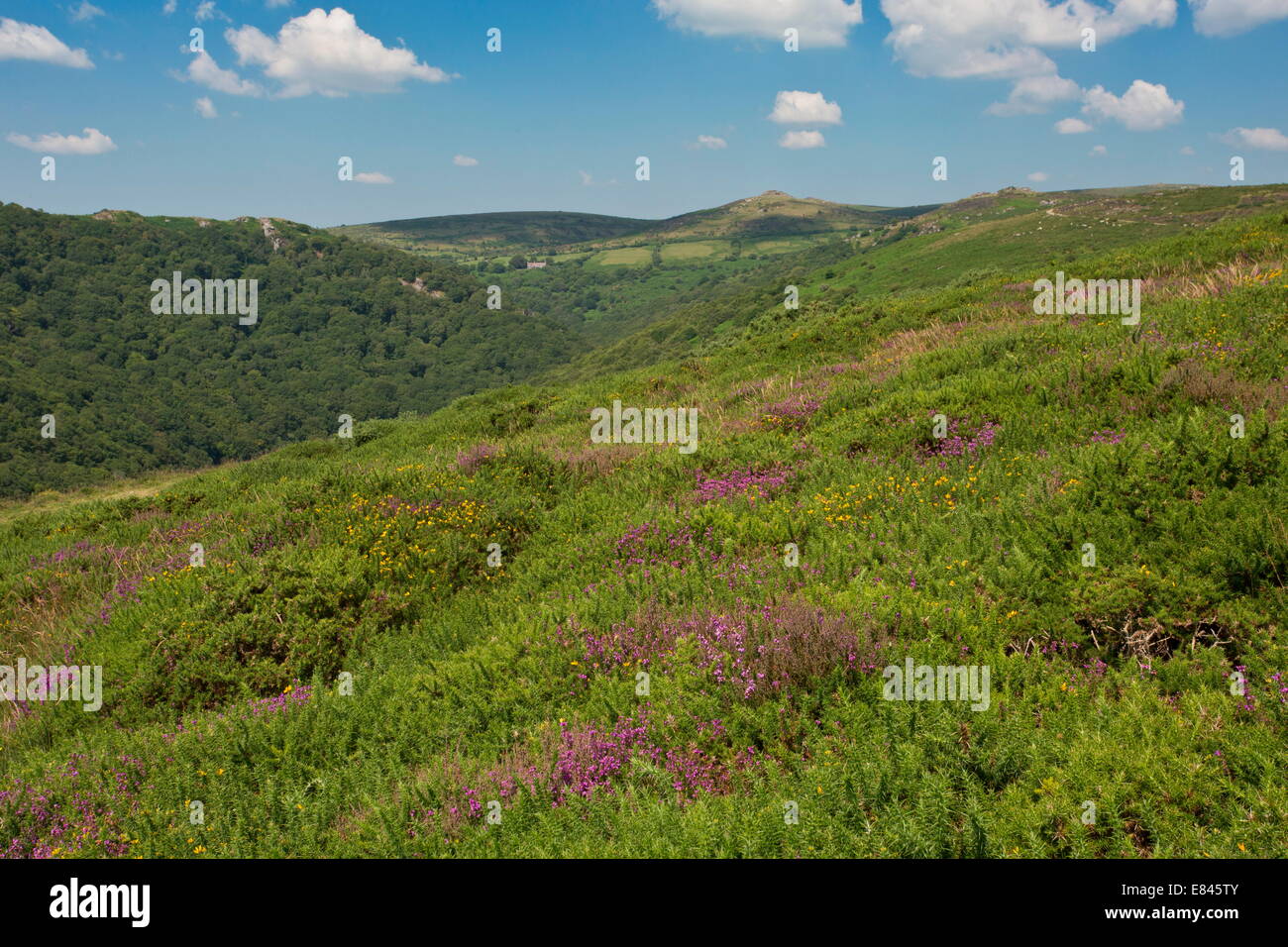 Moorland on Aish Tor, Dartmoor. Key High Brown Fritillary site. Devon ...