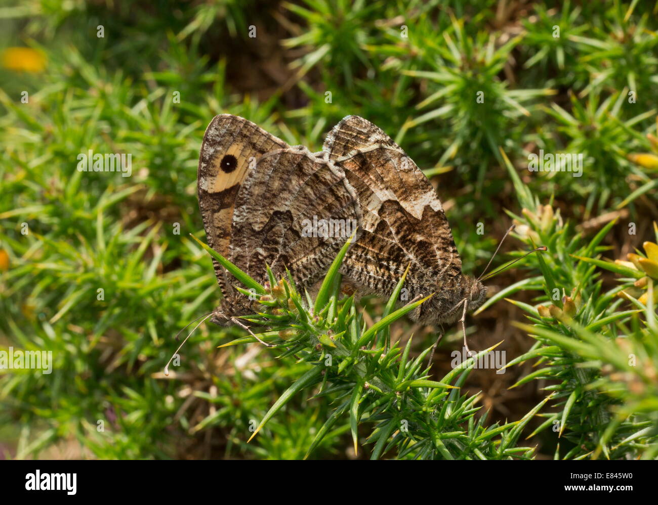 Hipparchia semele hi-res stock photography and images - Alamy