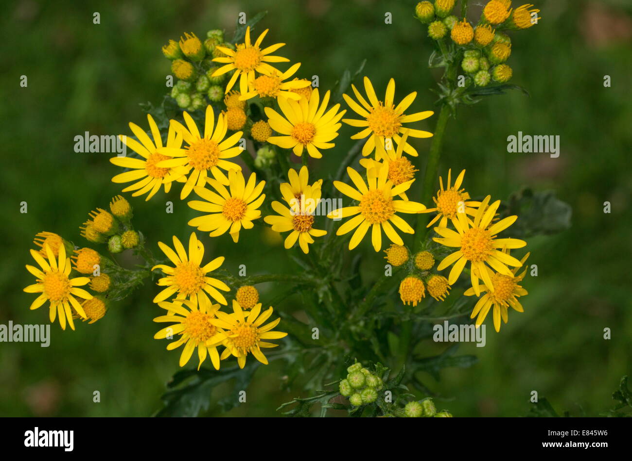 Senecio jacobaea flowers buds hi-res stock photography and images - Alamy