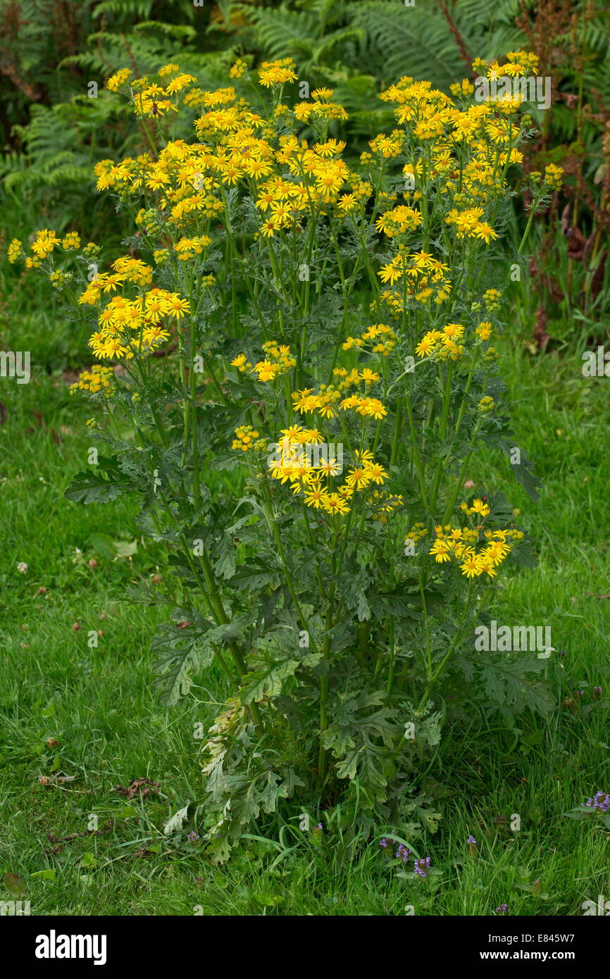 Common Ragwort, Senecio jacobaea, in flower. Good insect plant. Devon ...