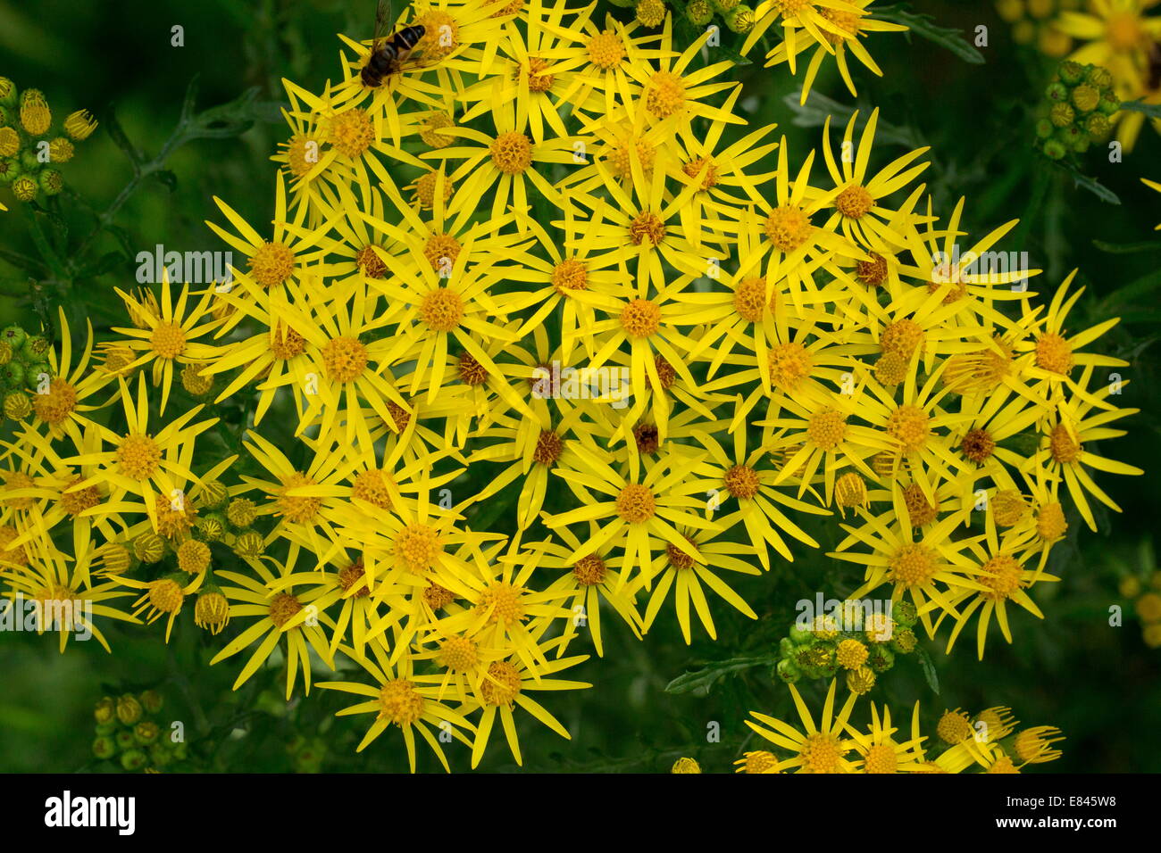 Common Ragwort, Senecio jacobaea, in flower. Good insect plant. Devon ...