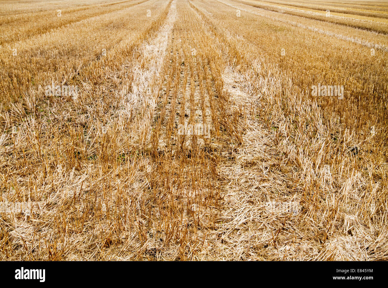 Farmland with stubble of wheat Stock Photo - Alamy
