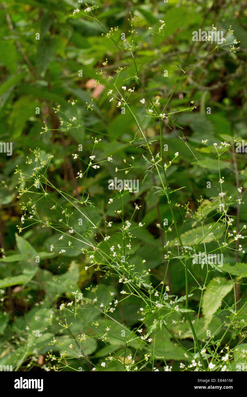 Stone Parsley, Sison amomum in flower in hedgerow, Dorset Stock Photo ...