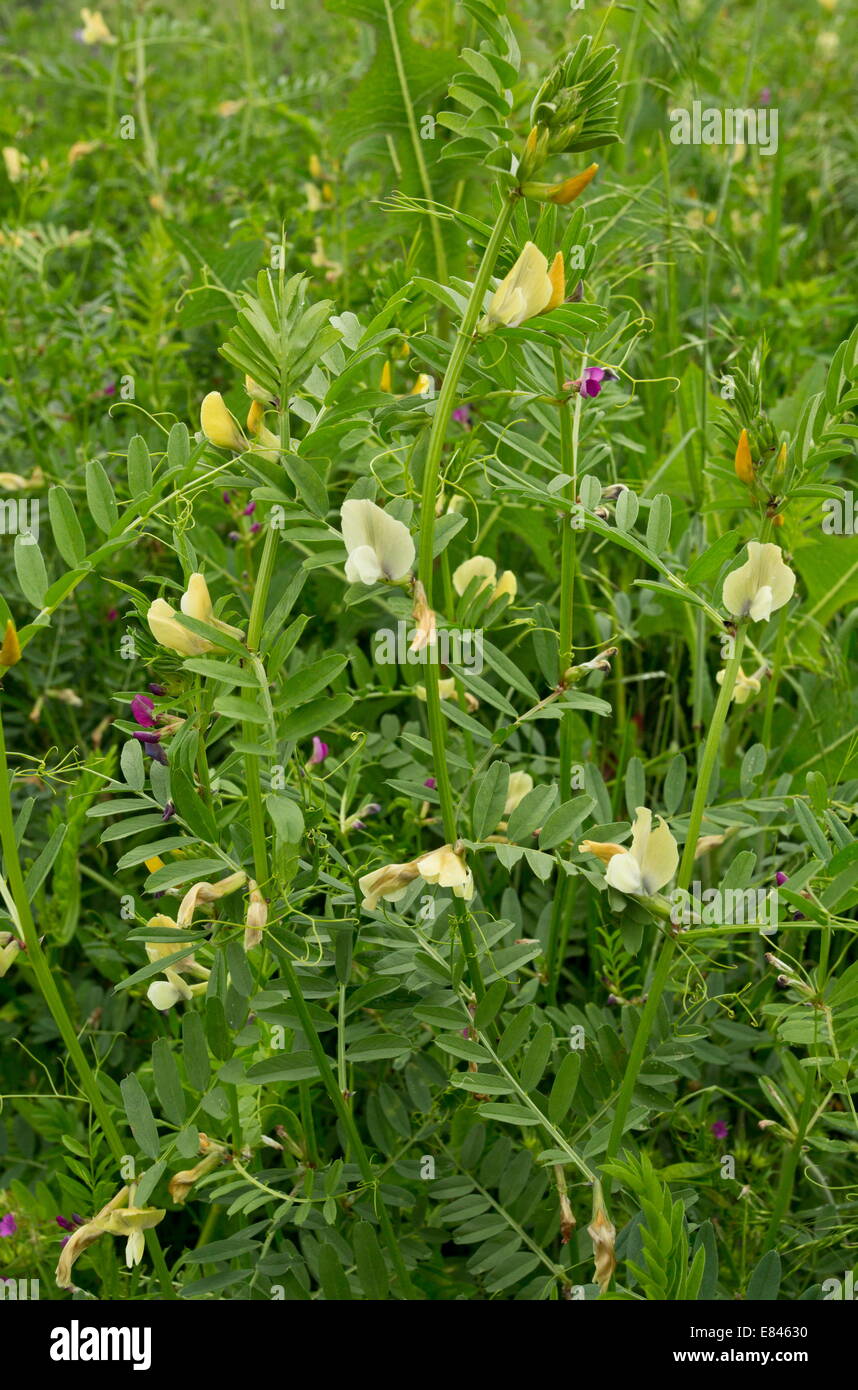 Yellow vetch,Vicia lutea, in flower. Romania Stock Photo - Alamy