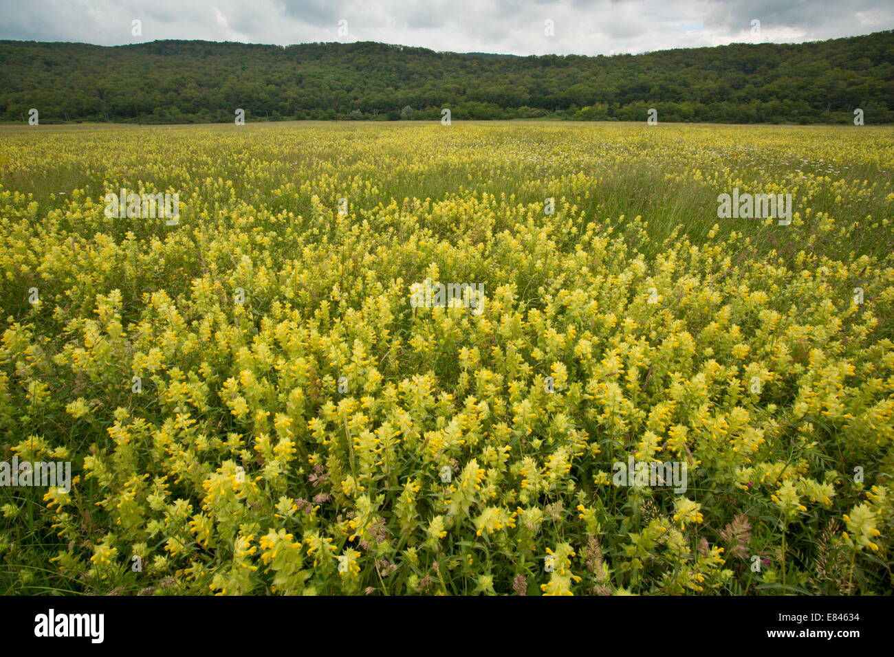 Field full of Yellow Rattle / Hay Rattle, Rhinanthus rumelicus, near ...