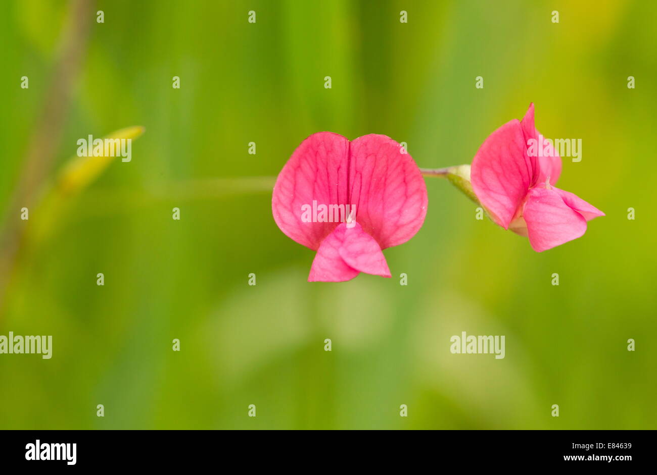Grass vetchling / Grass Pea, Lathyrus nissolia in flower in grassland ...