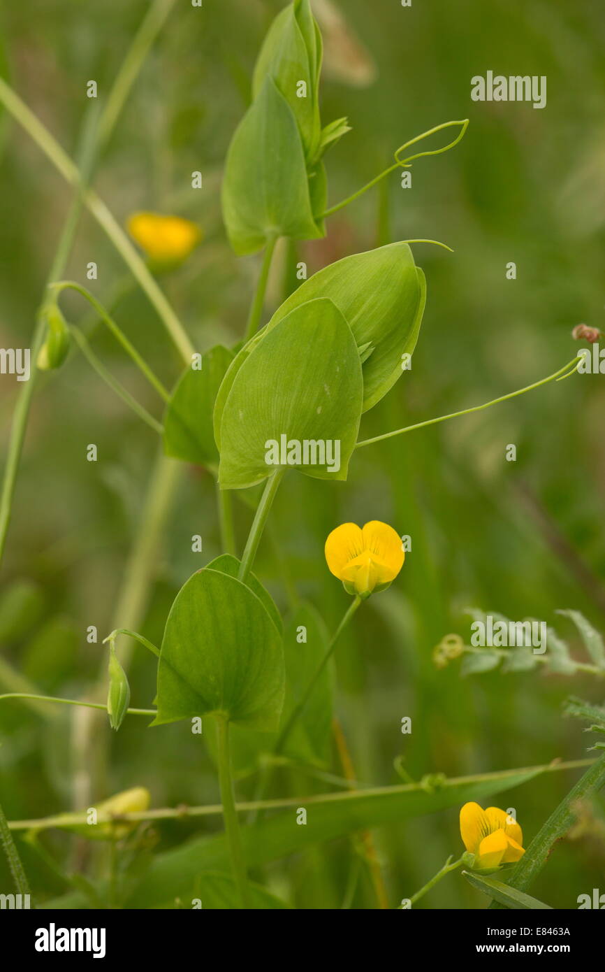 Stipules hi-res stock photography and images - Alamy