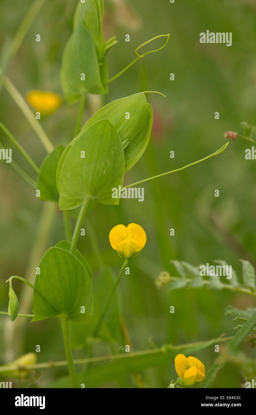Stipules Stock Photos & Stipules Stock Images - Alamy