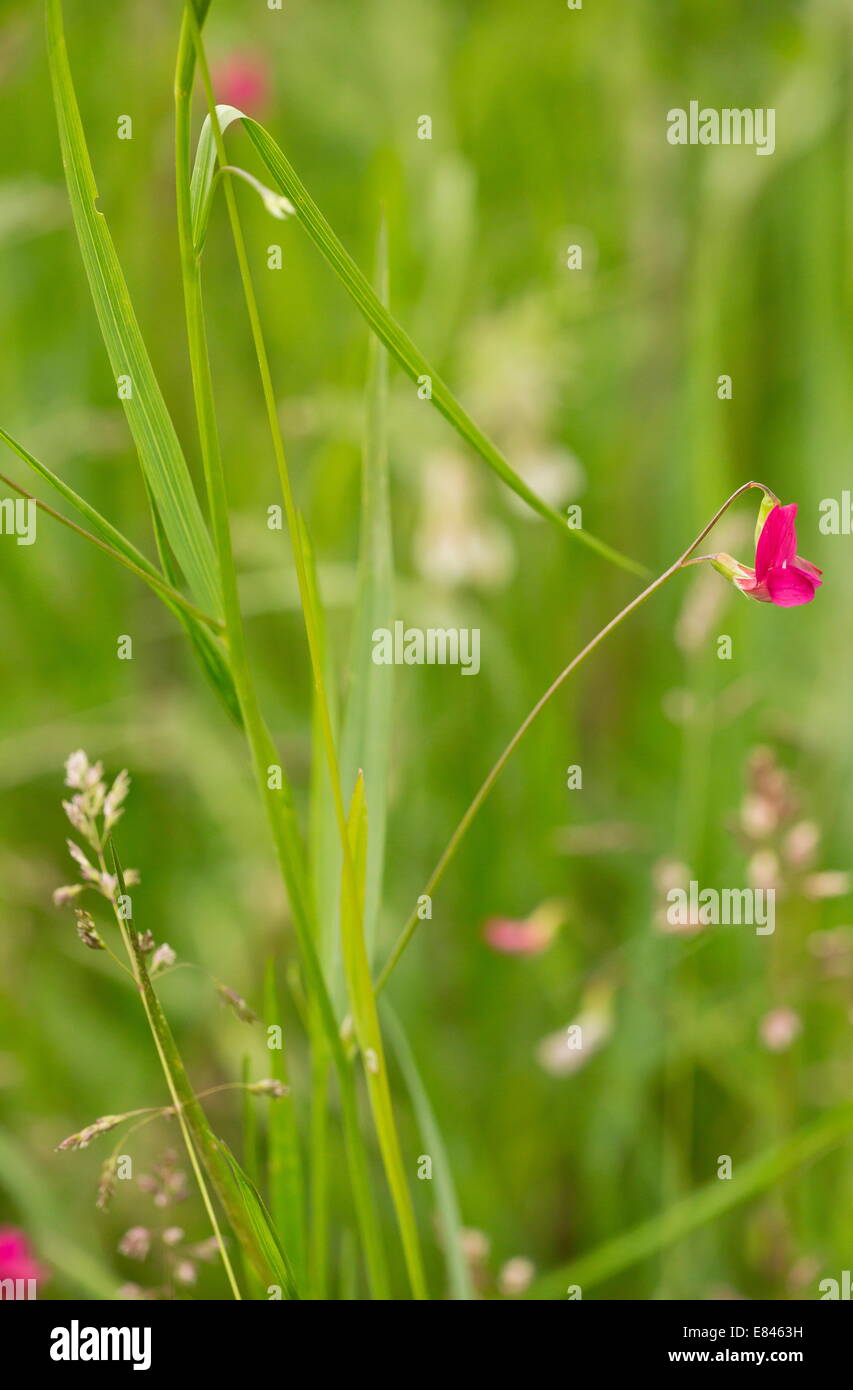 Grass vetchling / Grass Pea, Lathyrus nissolia in flower in grassland ...
