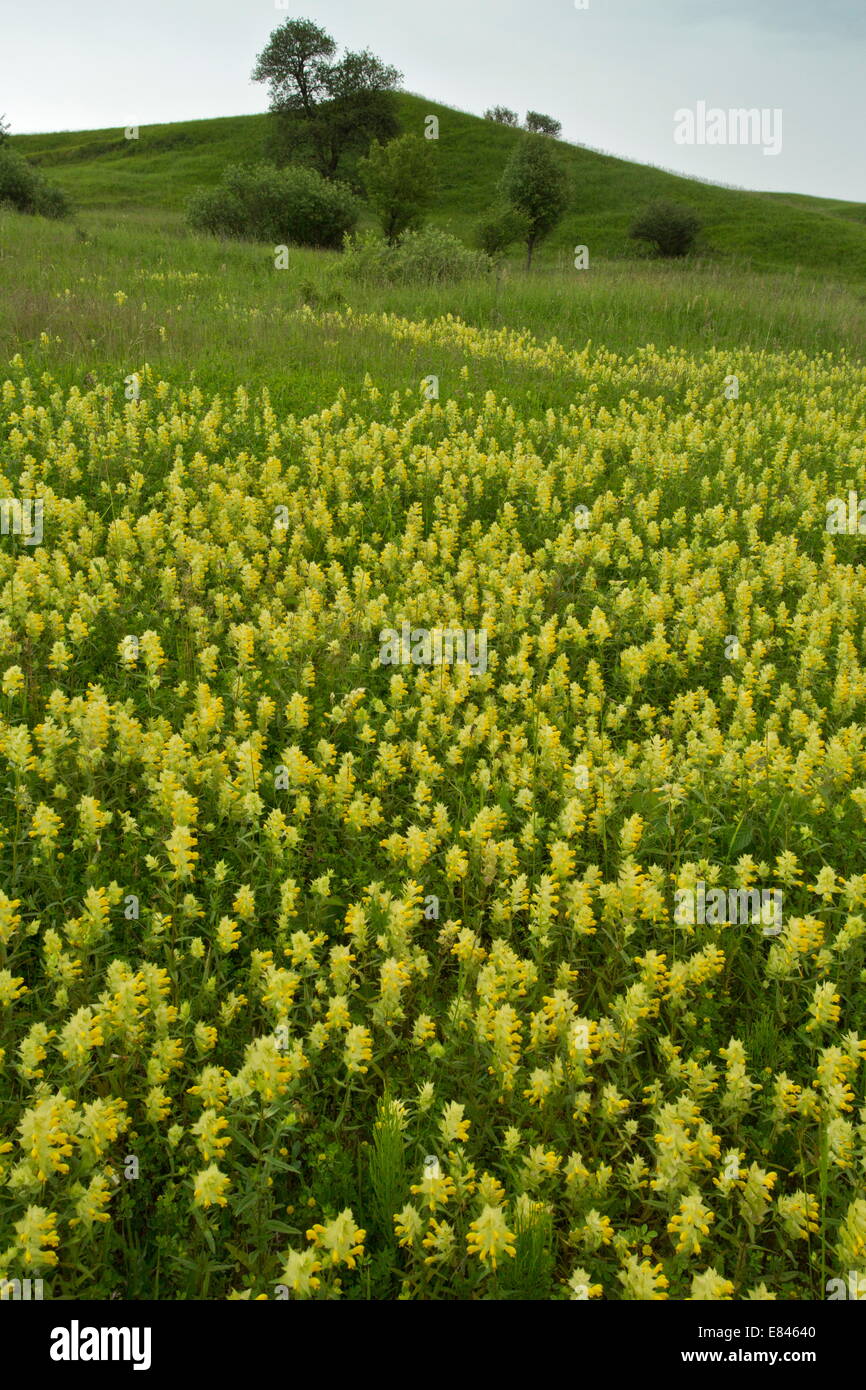 Mass of Yellow Rattle / Hay Rattle - mainly Rhinanthus rumelicus - in ...