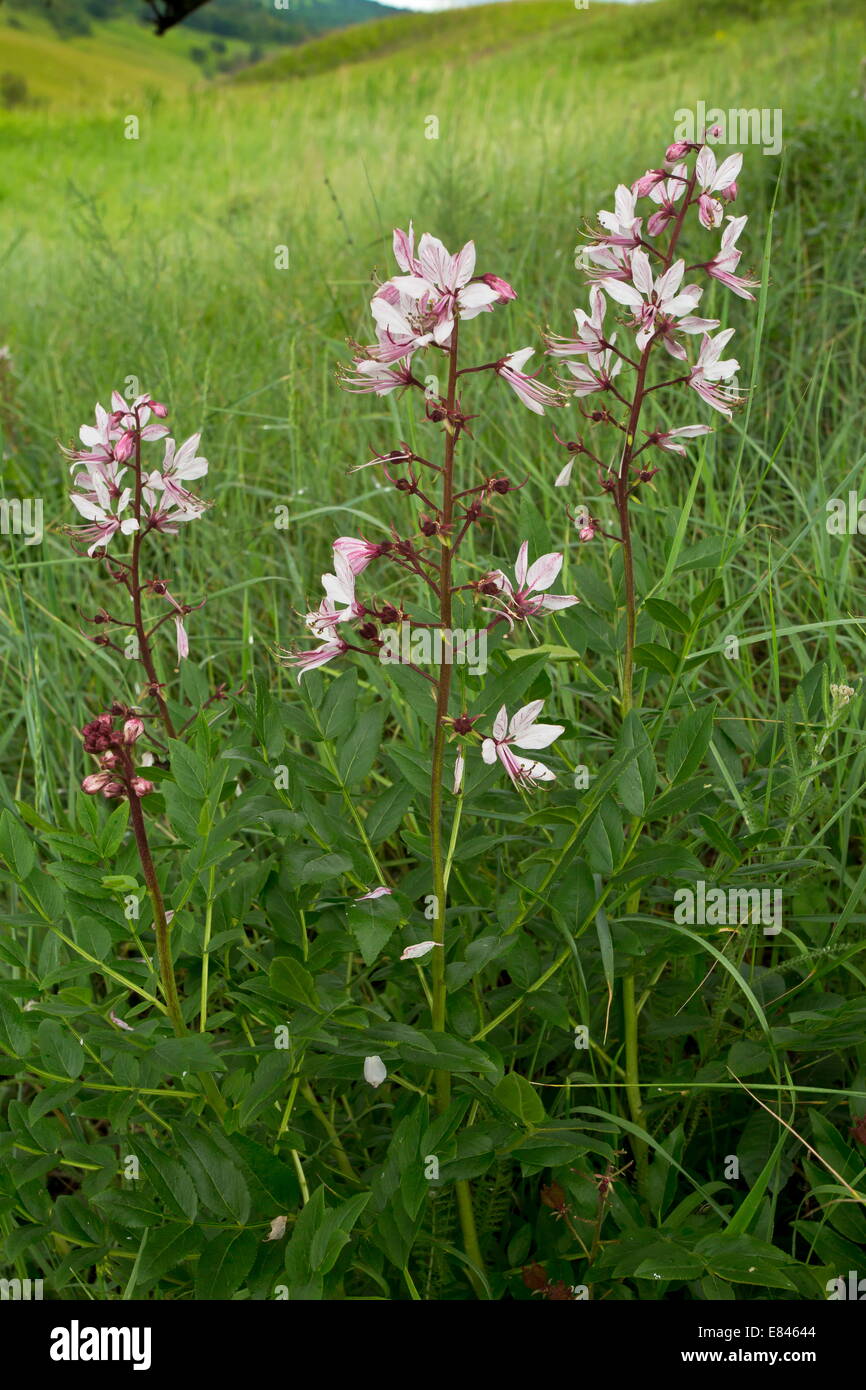 Burning Bush, Dictamnus albus in flower in the wild in Transylvanian ...