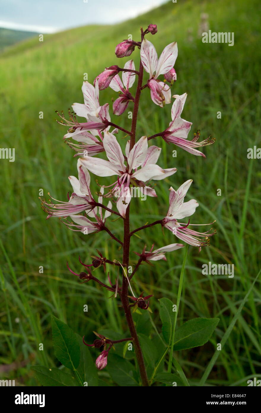 Burning Bush, Dictamnus albus in flower in the wild in Transylvanian ...