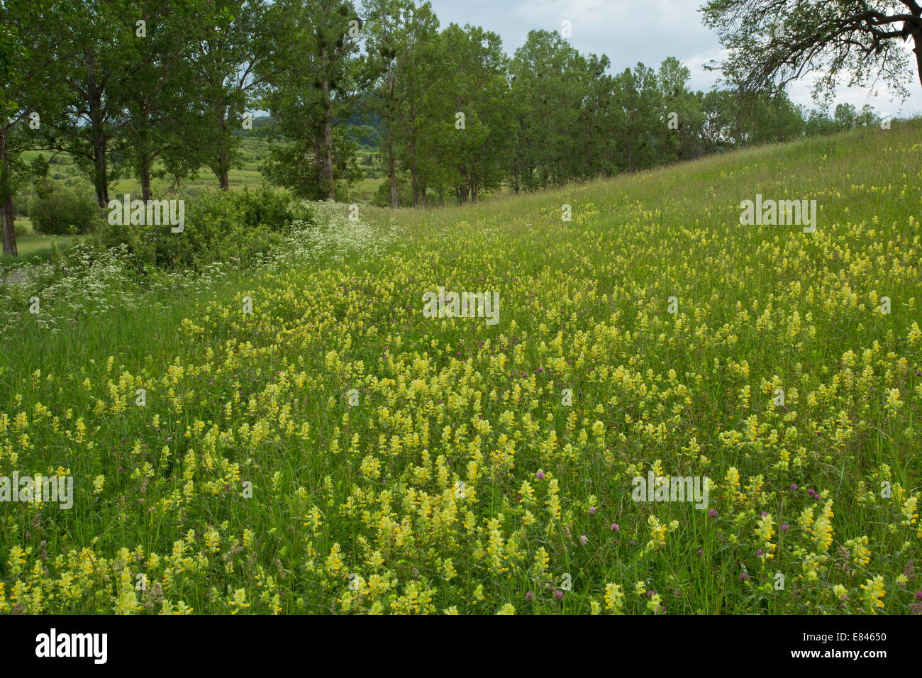 Mass of Yellow Rattle / Hay Rattle - mainly Rhinanthus rumelicus - in ...