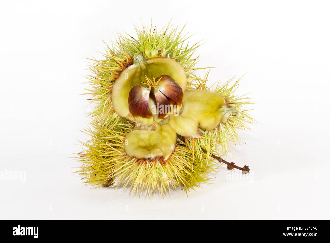 Conker hi-res stock photography and images - Alamy