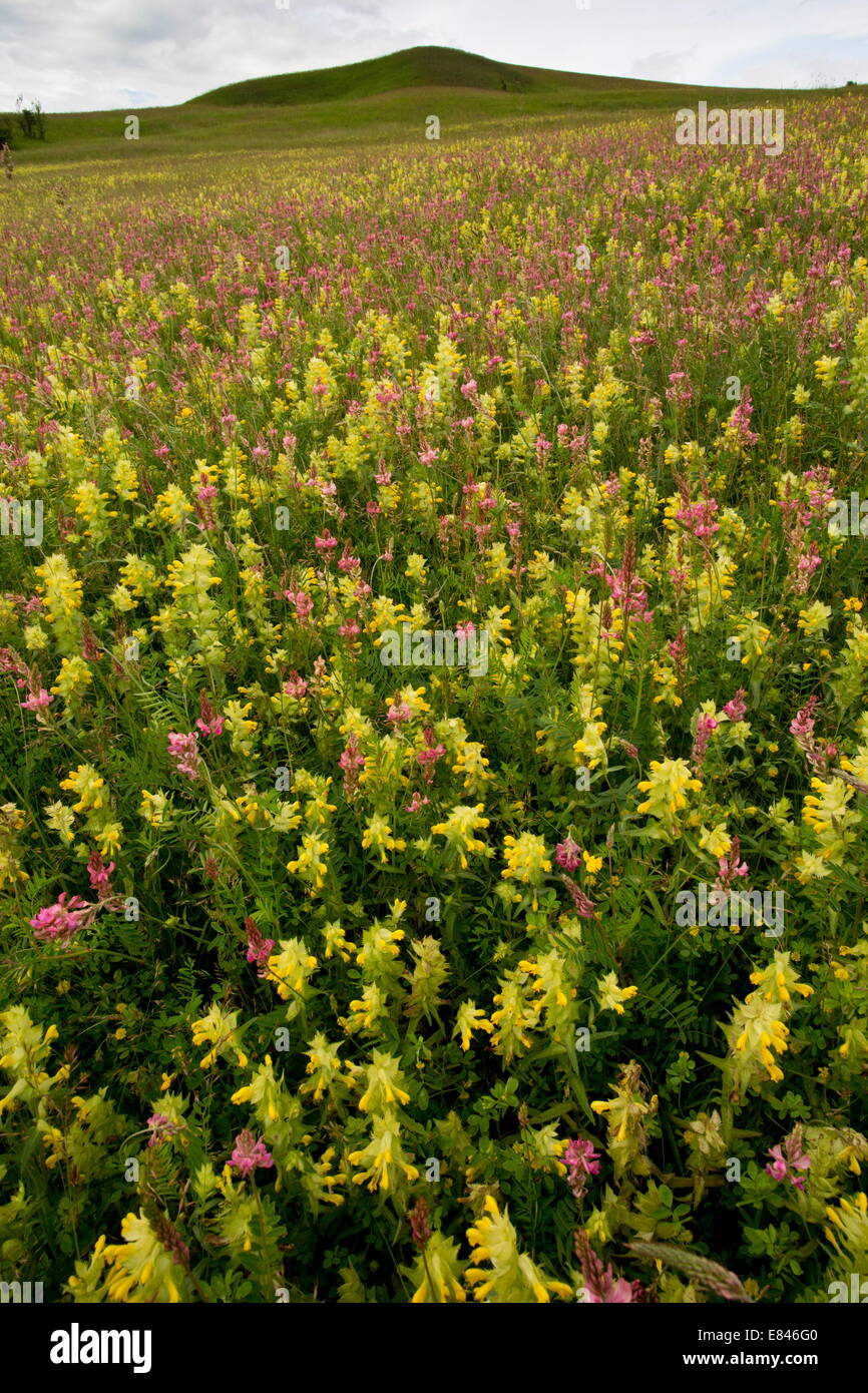 Mass of Yellow Rattle / Hay Rattle - mainly Rhinanthus rumelicus with ...