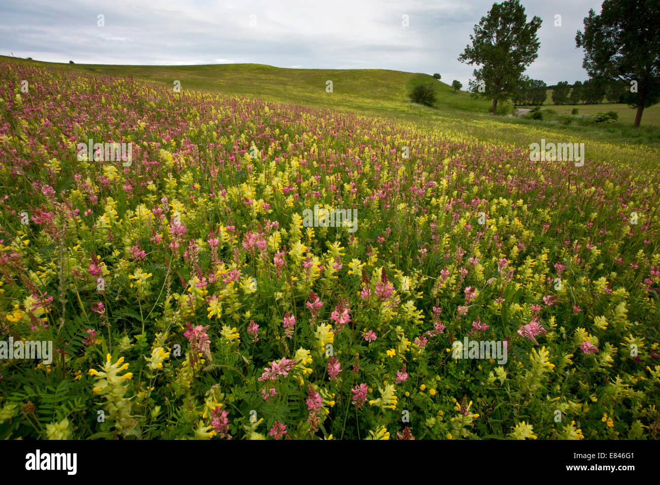 Mass of Yellow Rattle / Hay Rattle - mainly Rhinanthus rumelicus with ...
