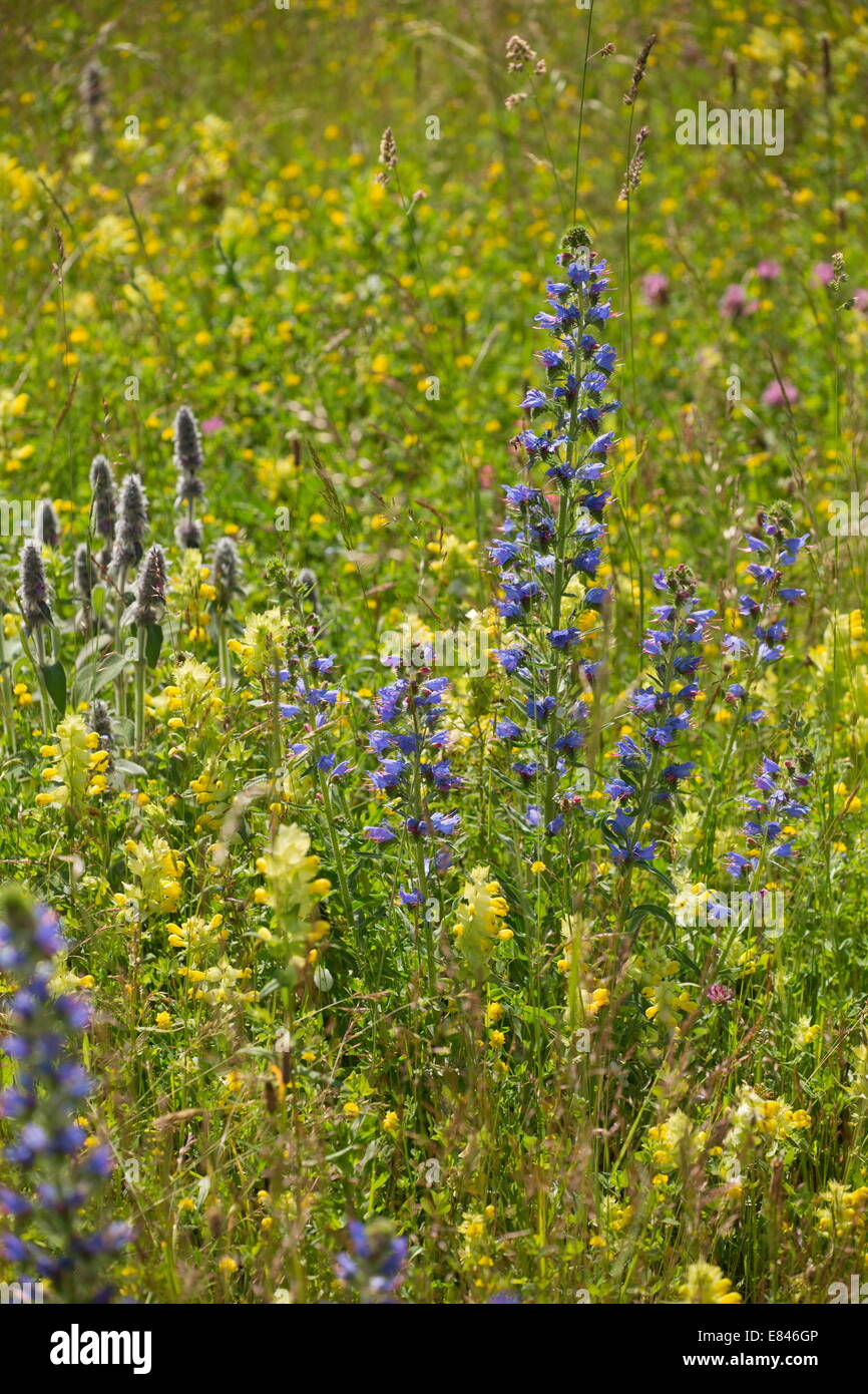 Viper’s bugloss hi-res stock photography and images - Alamy