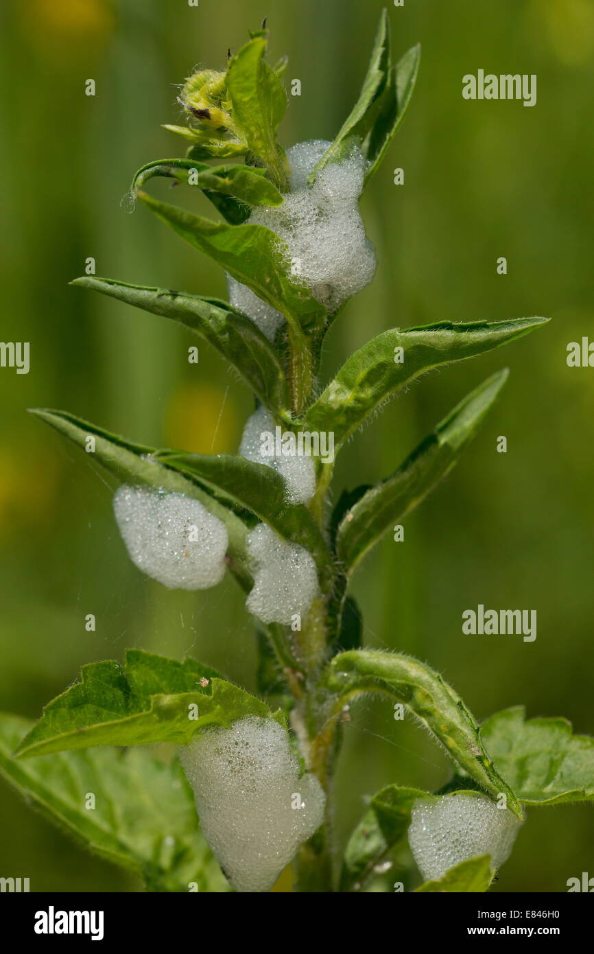 Cuckoo spit - the froth surrounding nymphs of a froghopper, Philaenus ...