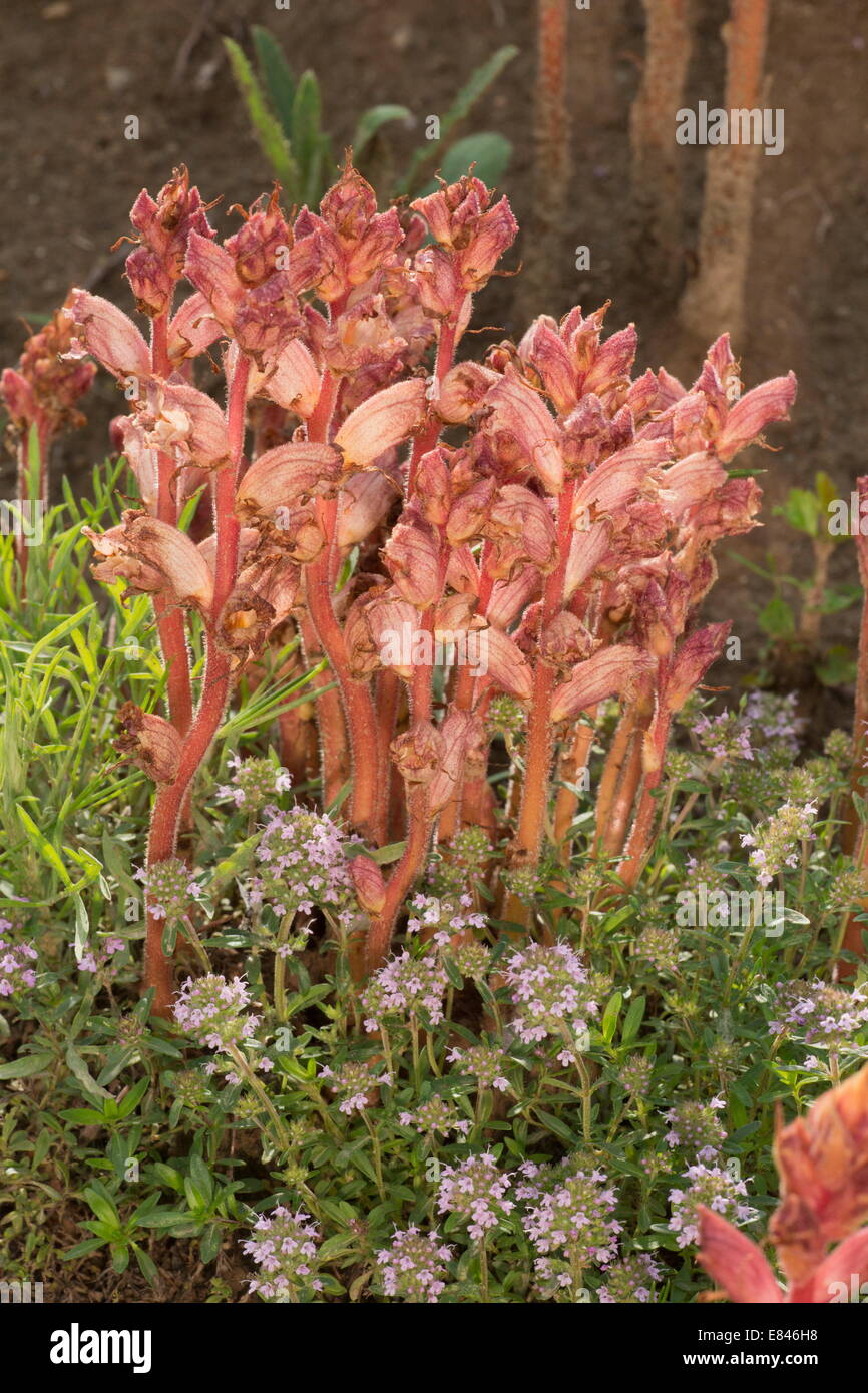 Thyme broomrape orobanche alba hi-res stock photography and images - Alamy
