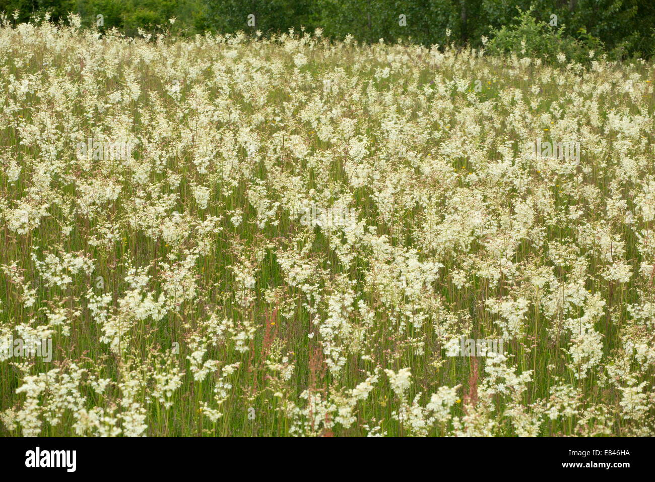 Filipendula vulgaris flower hi-res stock photography and images - Alamy