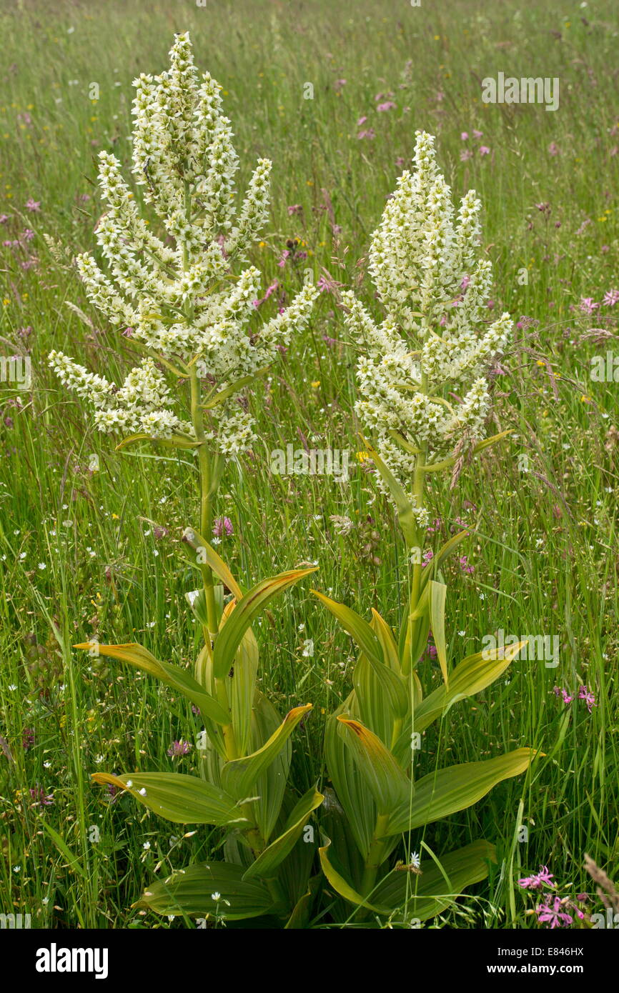 Veratrum Album High Resolution Stock Photography and Images - Alamy