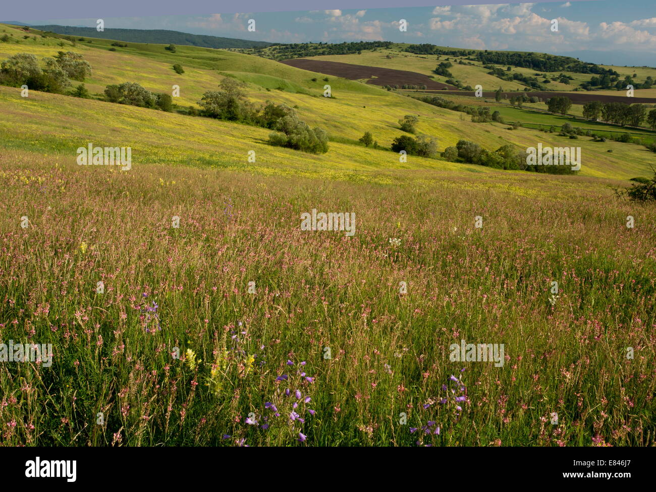Extensive flowery pastures, with Sainfoin and Yellow Rattle, around ...