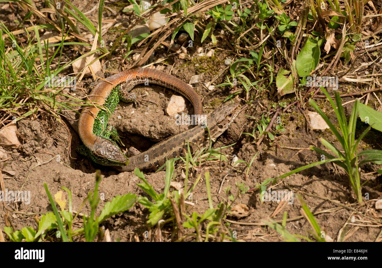 Sand lizards, Lacerta agilis, male and female courting, in breeding ...