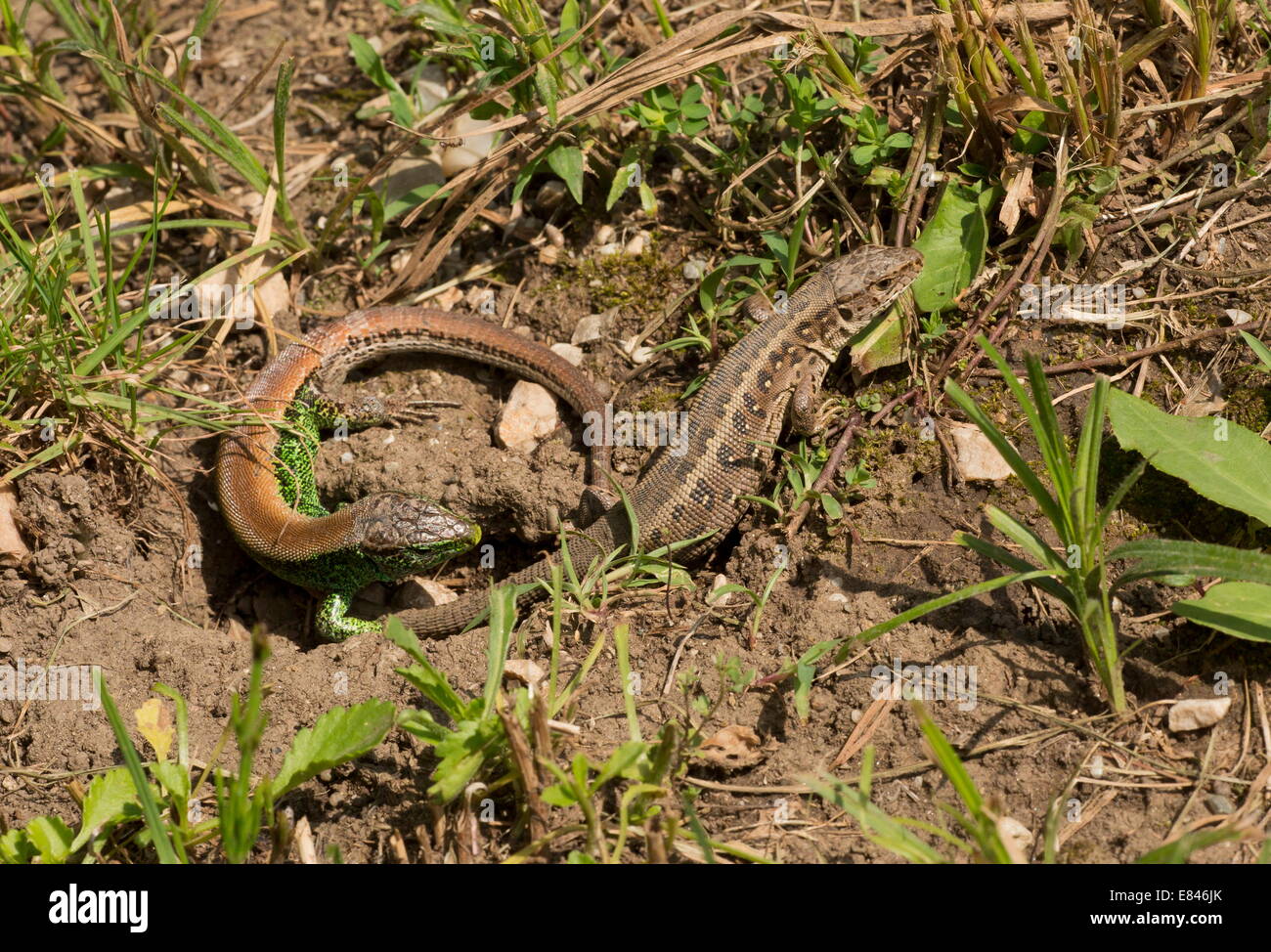 Sand lizards, Lacerta agilis, male and female courting, in breeding ...