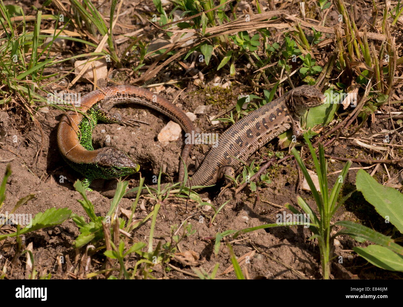 Sand lizards, Lacerta agilis, male and female courting, in breeding ...