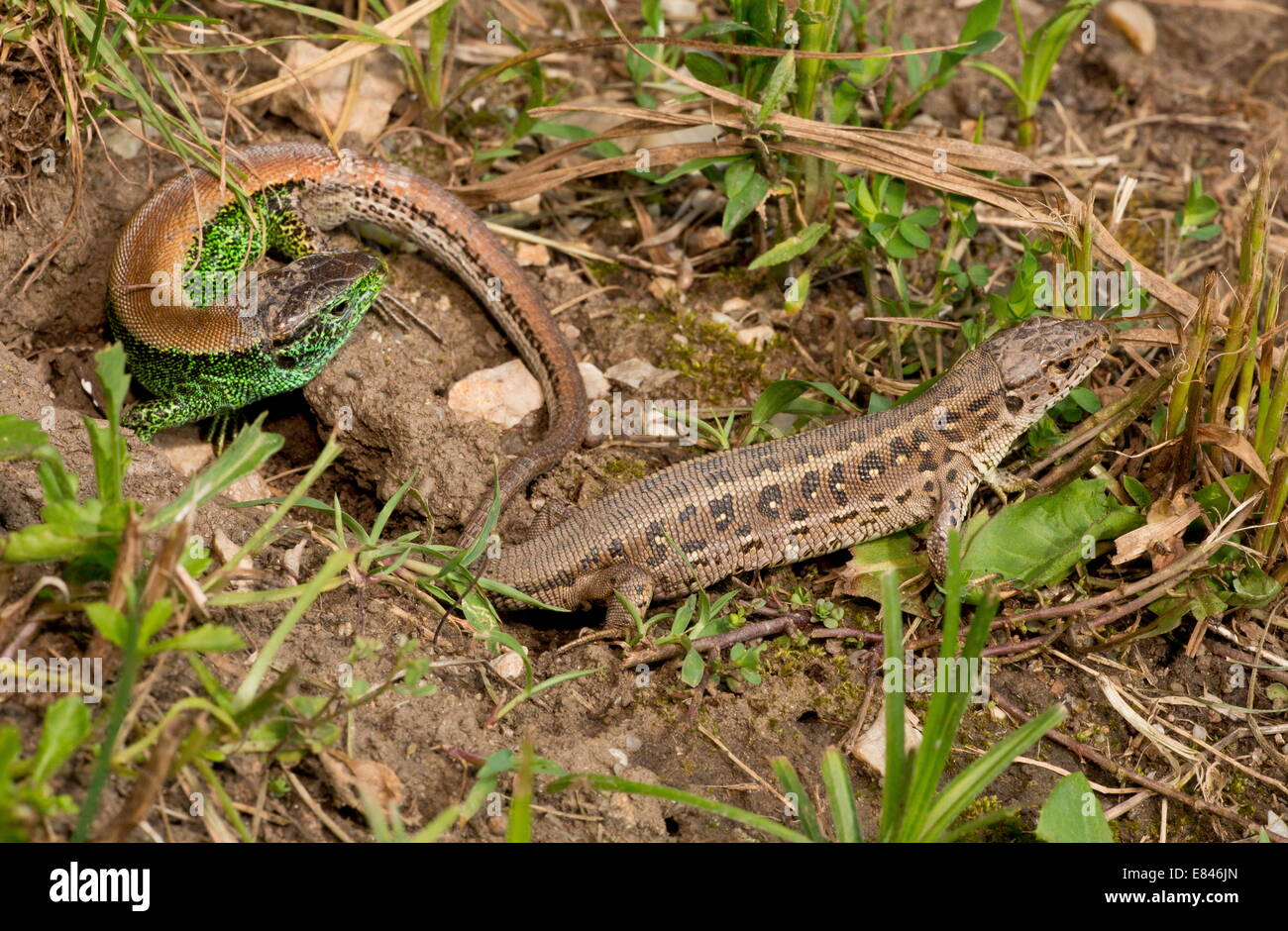 Sand lizards, Lacerta agilis, male and female courting, in breeding ...