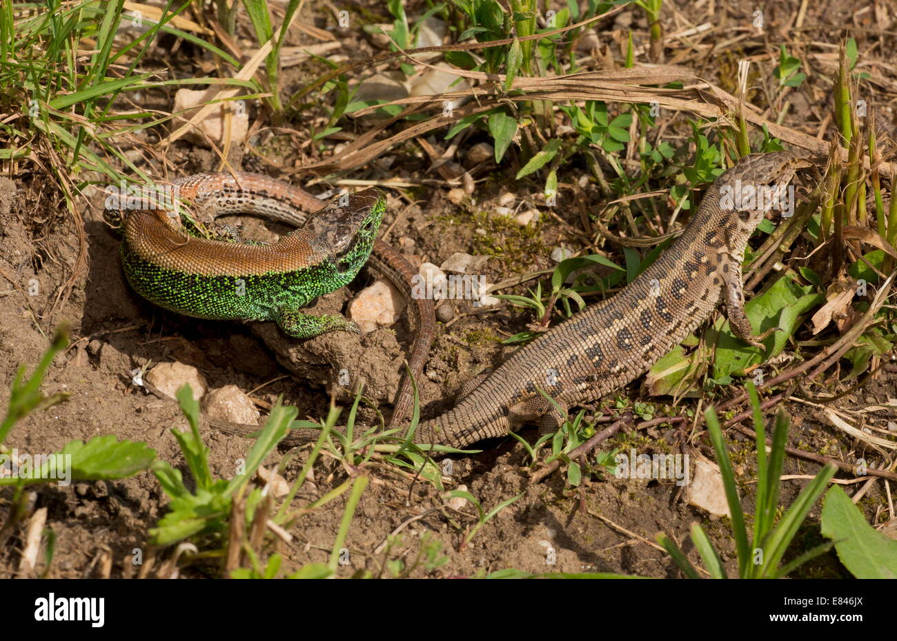 Sand lizards, Lacerta agilis, male and female courting, in breeding ...