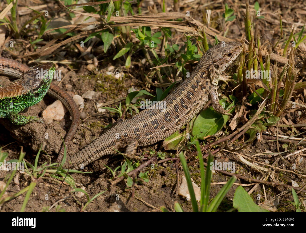 Sand lizards, Lacerta agilis, male and female courting, in breeding ...