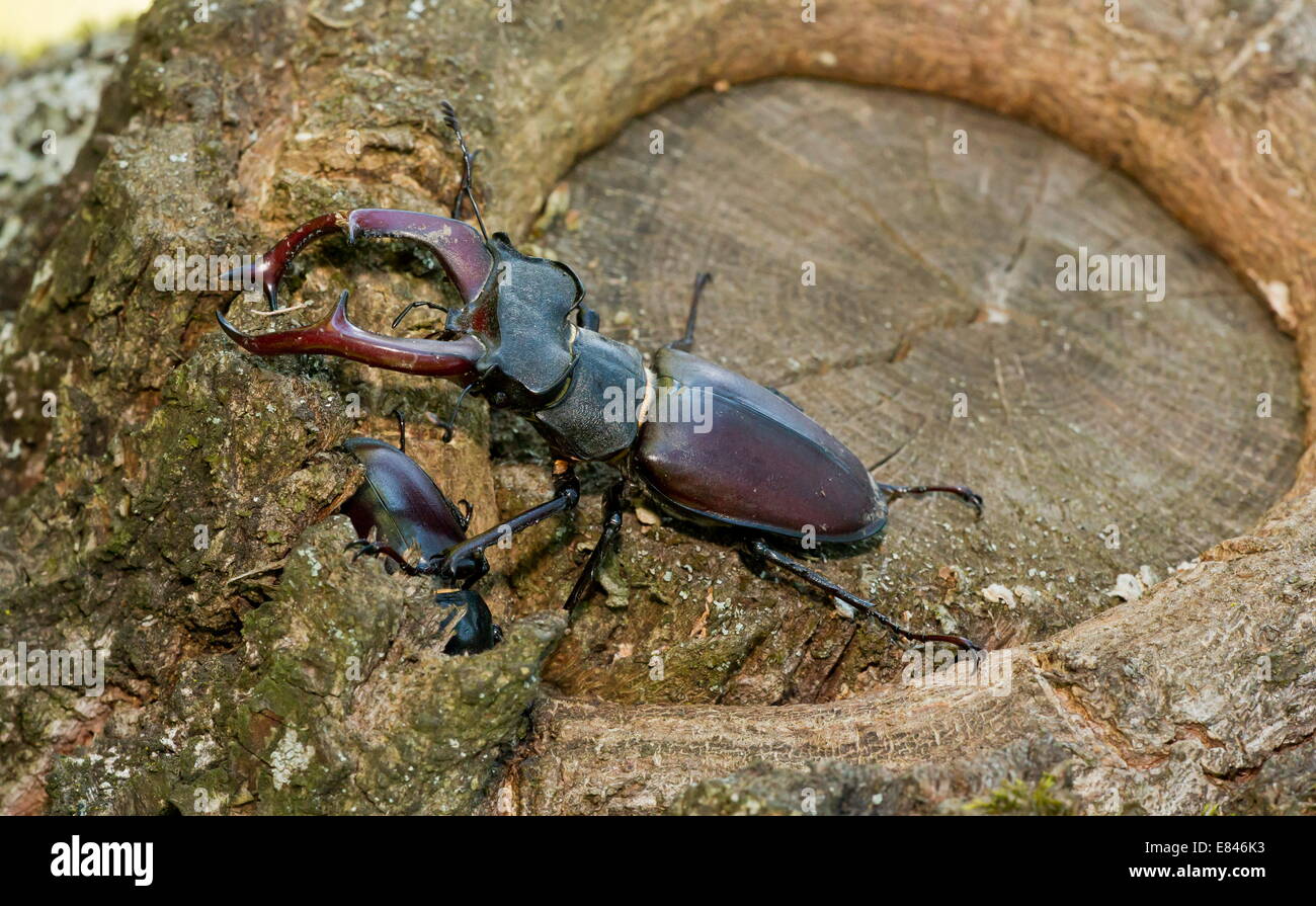 Male and female greater Stag Beetles, Lucanus cervus on old oak tree ...
