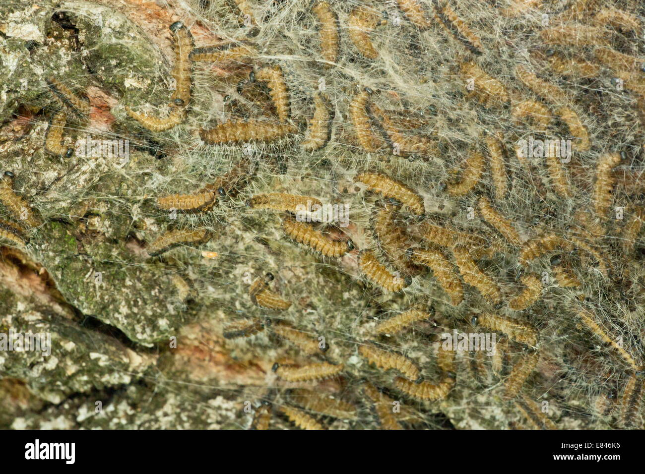 Moth caterpillar oak tree hi-res stock photography and images - Alamy