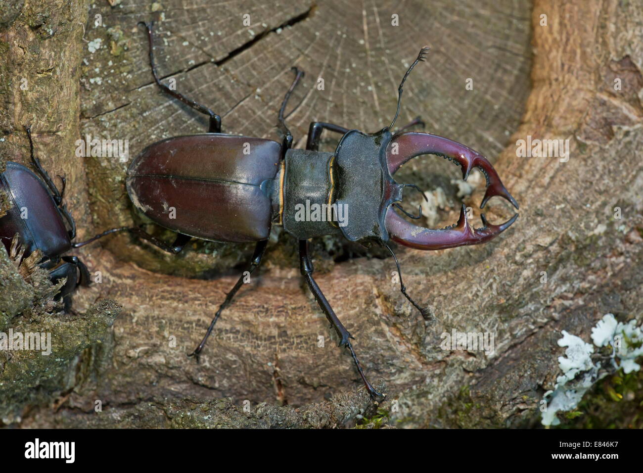 Male and female greater Stag Beetles, Lucanus cervus on old oak tree ...