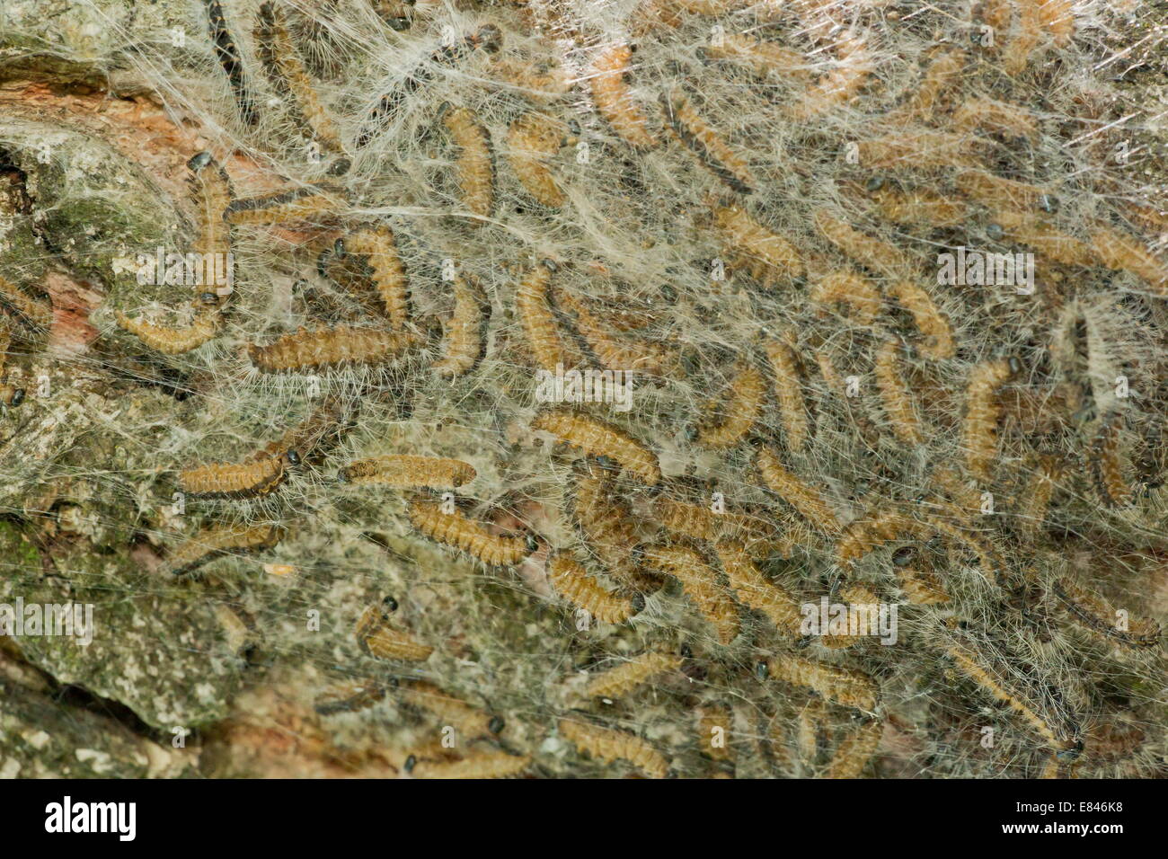 Moth caterpillar oak tree hi-res stock photography and images - Alamy